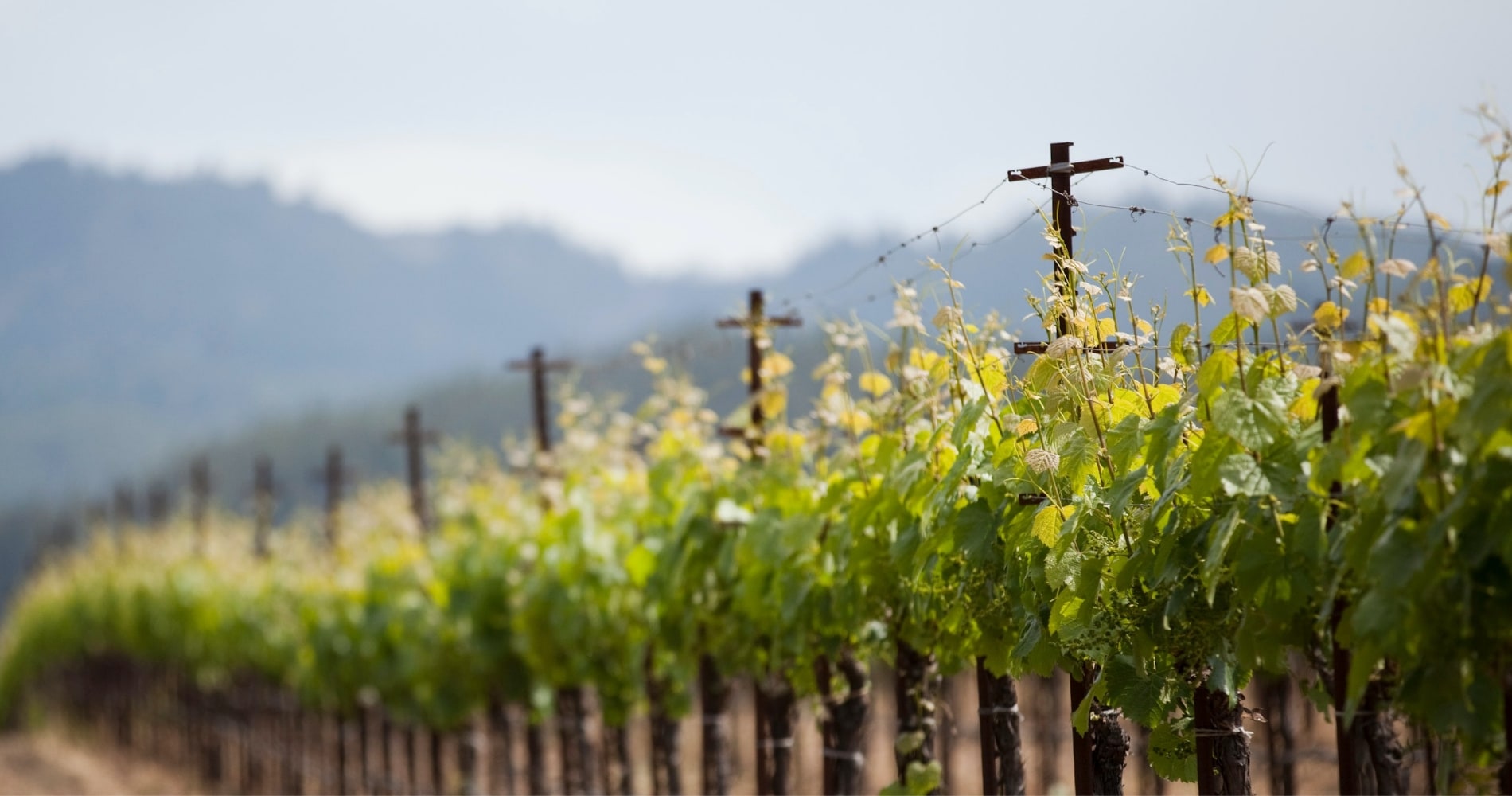 Resources – Wine Institute Export Program